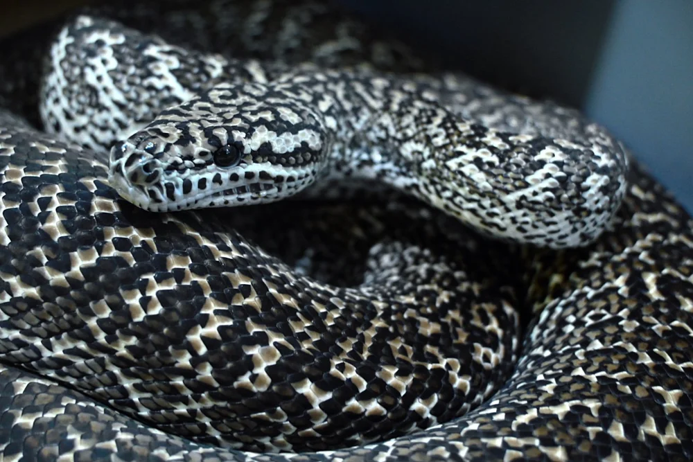 Royal Reptiles | Explore and Buy Premium Reptiles Now