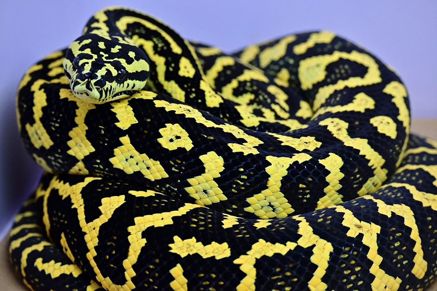 Royal Reptiles | Explore and Buy Premium Reptiles Now
