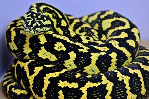 Royal Reptiles | Explore and Buy Premium Reptiles Now