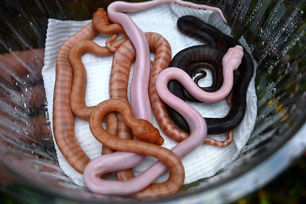 Royal Reptiles | Explore and Buy Premium Reptiles Now