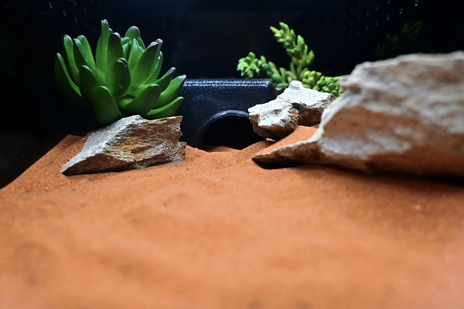 Reptile Supplies & Enclosures Australia — Royal Reptiles