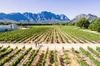 Natural Wanders - Cape Town's Best Walking Tours