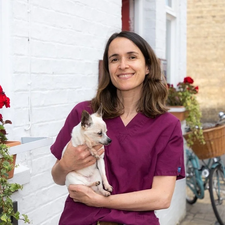 About us — Clarendon Street Veterinary Surgery