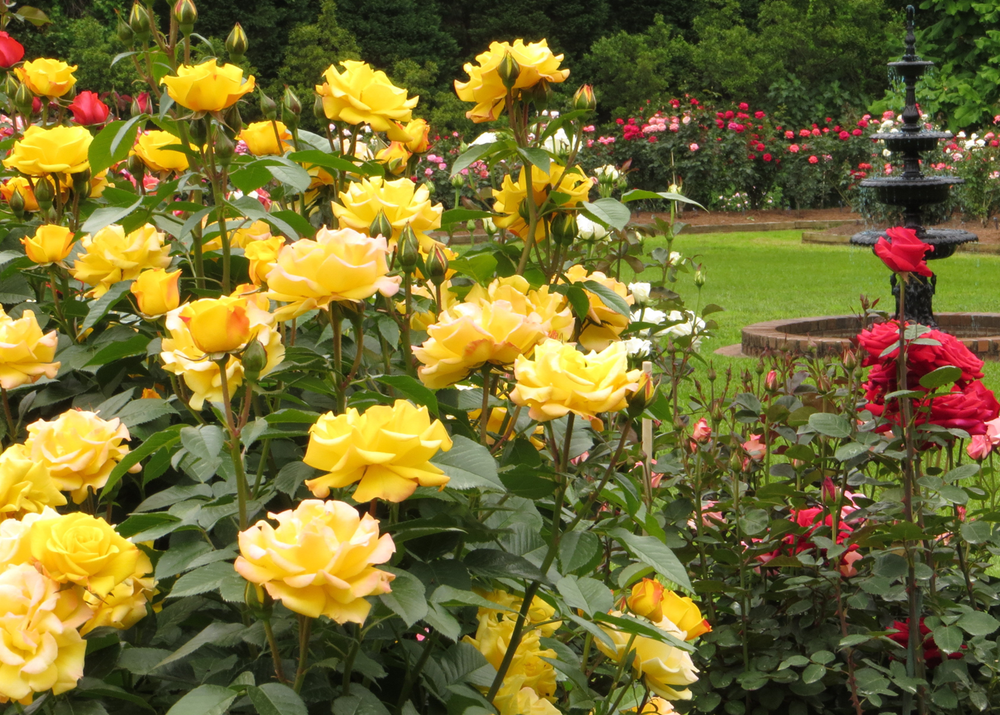 About — Carolina District of the American Rose Society