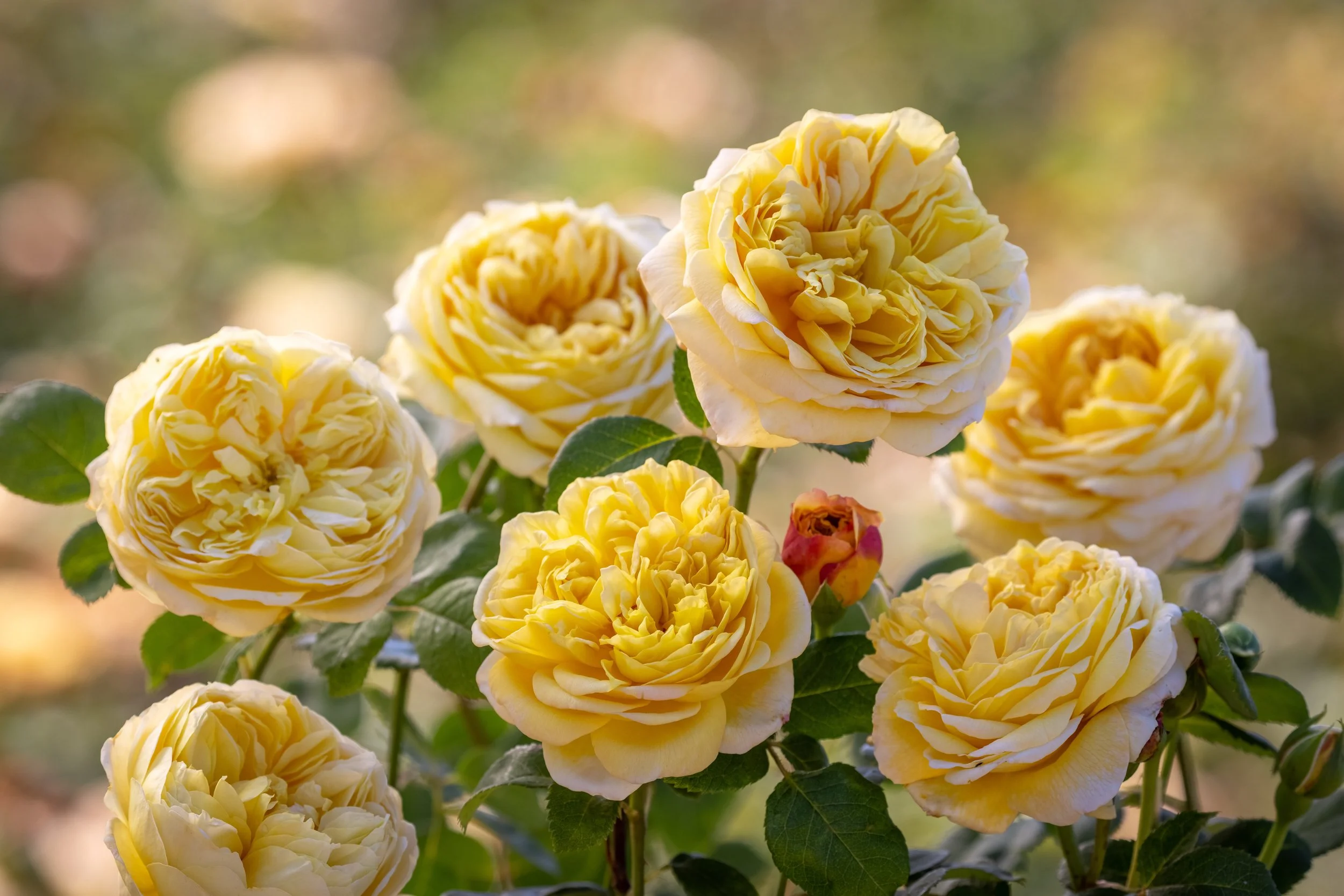Awards — Carolina District of the American Rose Society