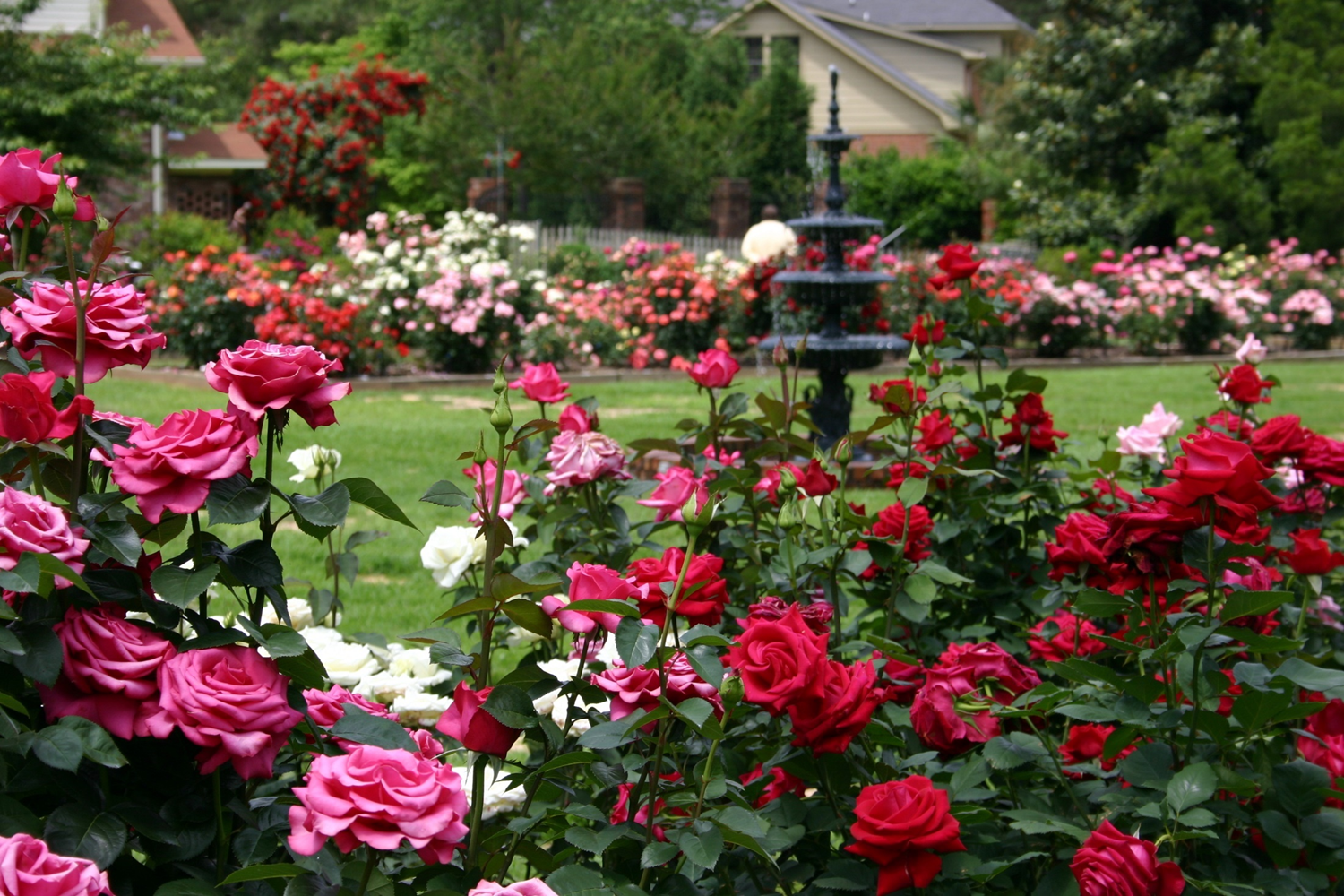 Carolina District of the American Rose Society