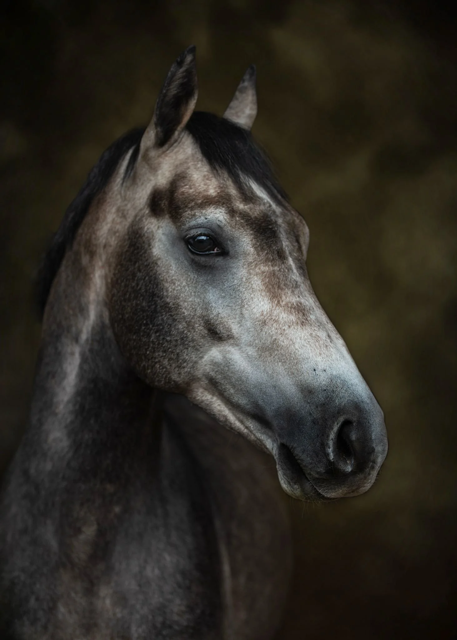 Risada Stud - Mare and Stallion Breeding Services