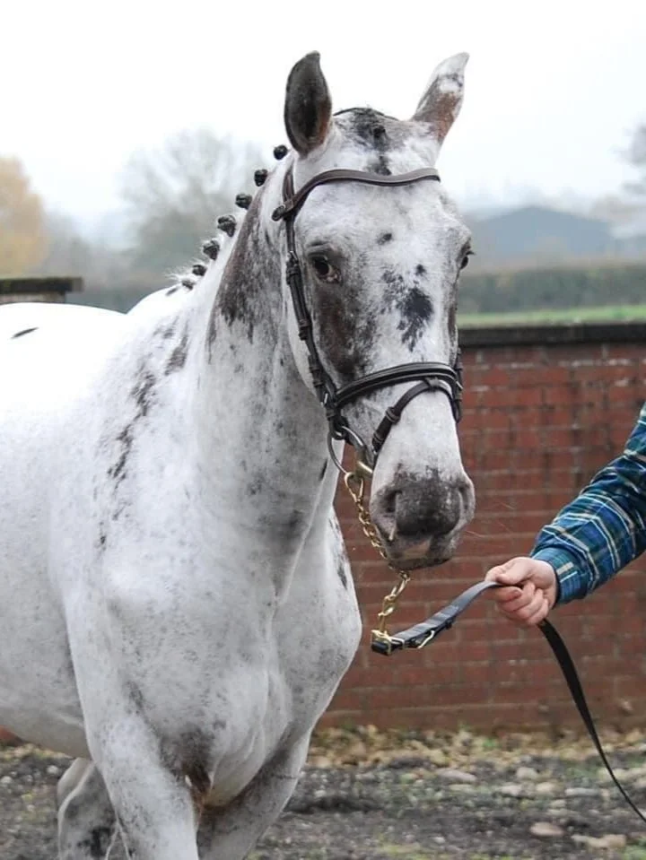 Risada Stud - Mare and Stallion Breeding Services