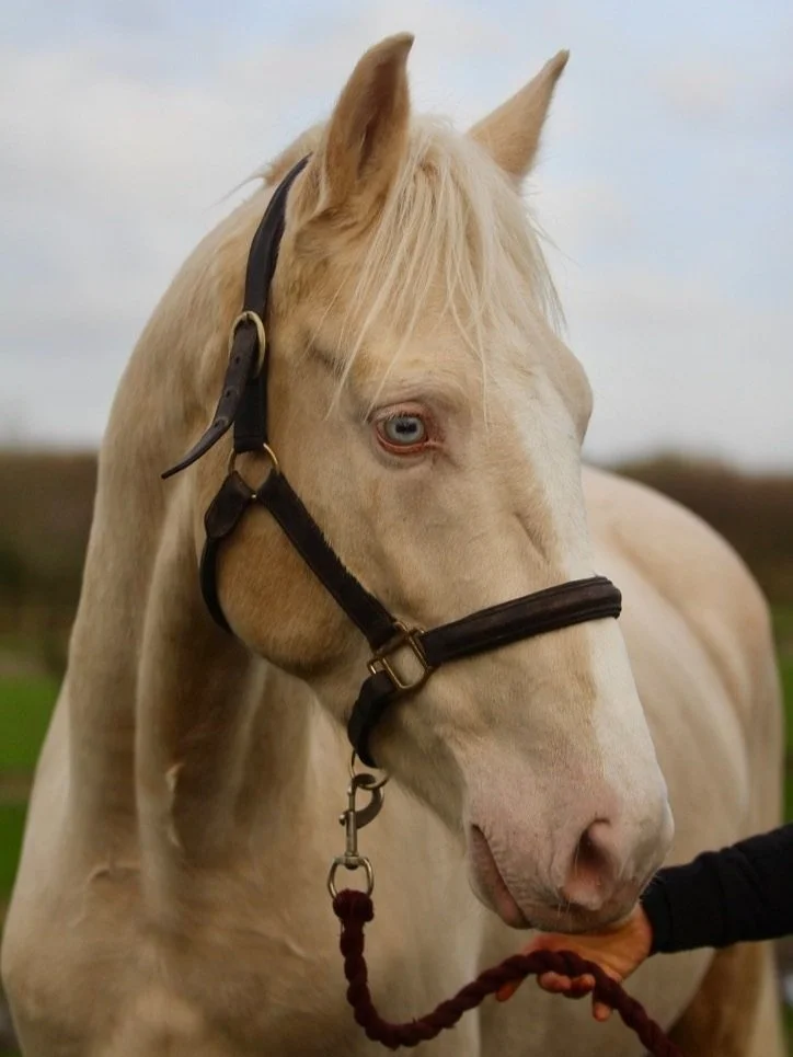 Risada Stud - Mare and Stallion Breeding Services