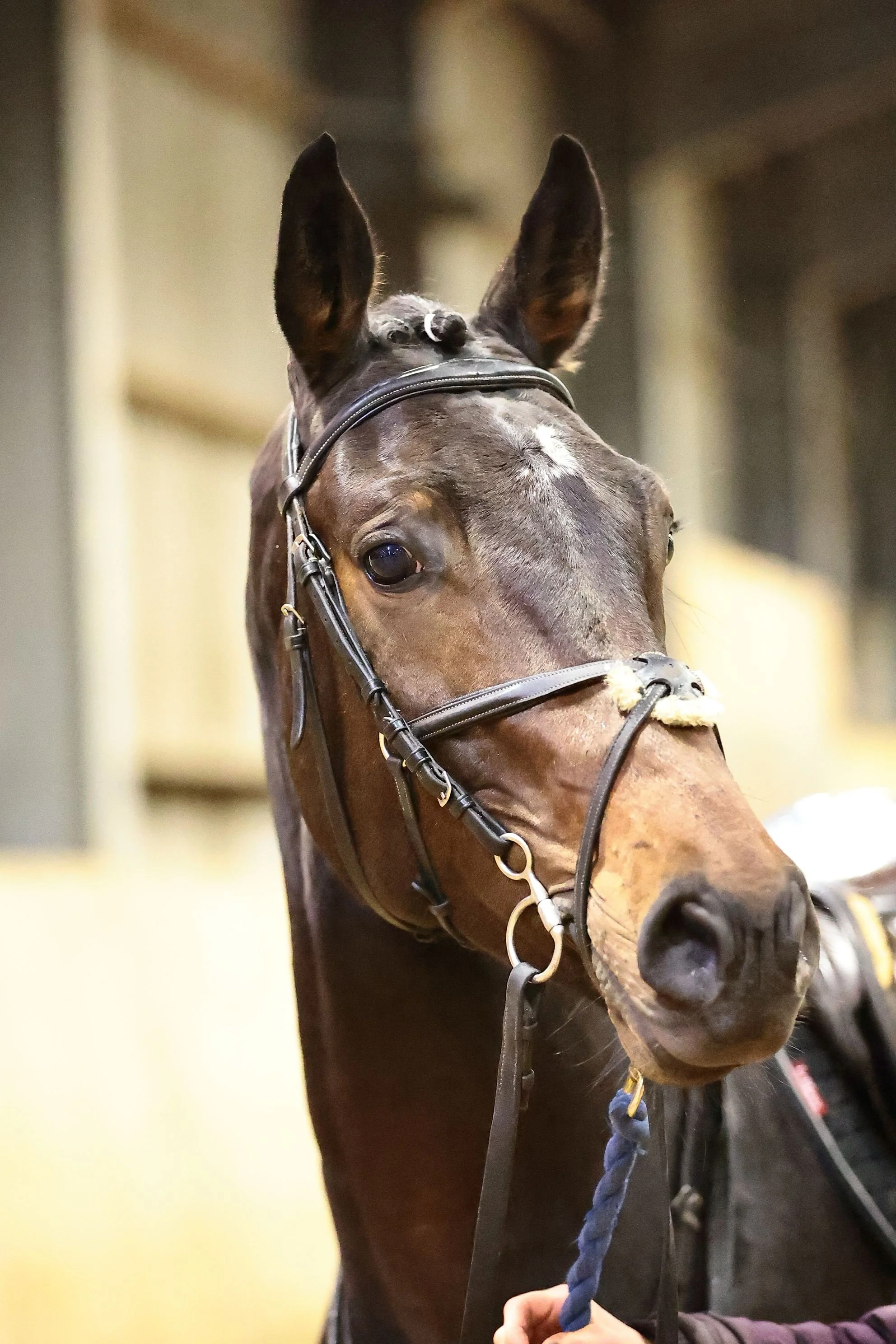 Risada Stud - Mare and Stallion Breeding Services