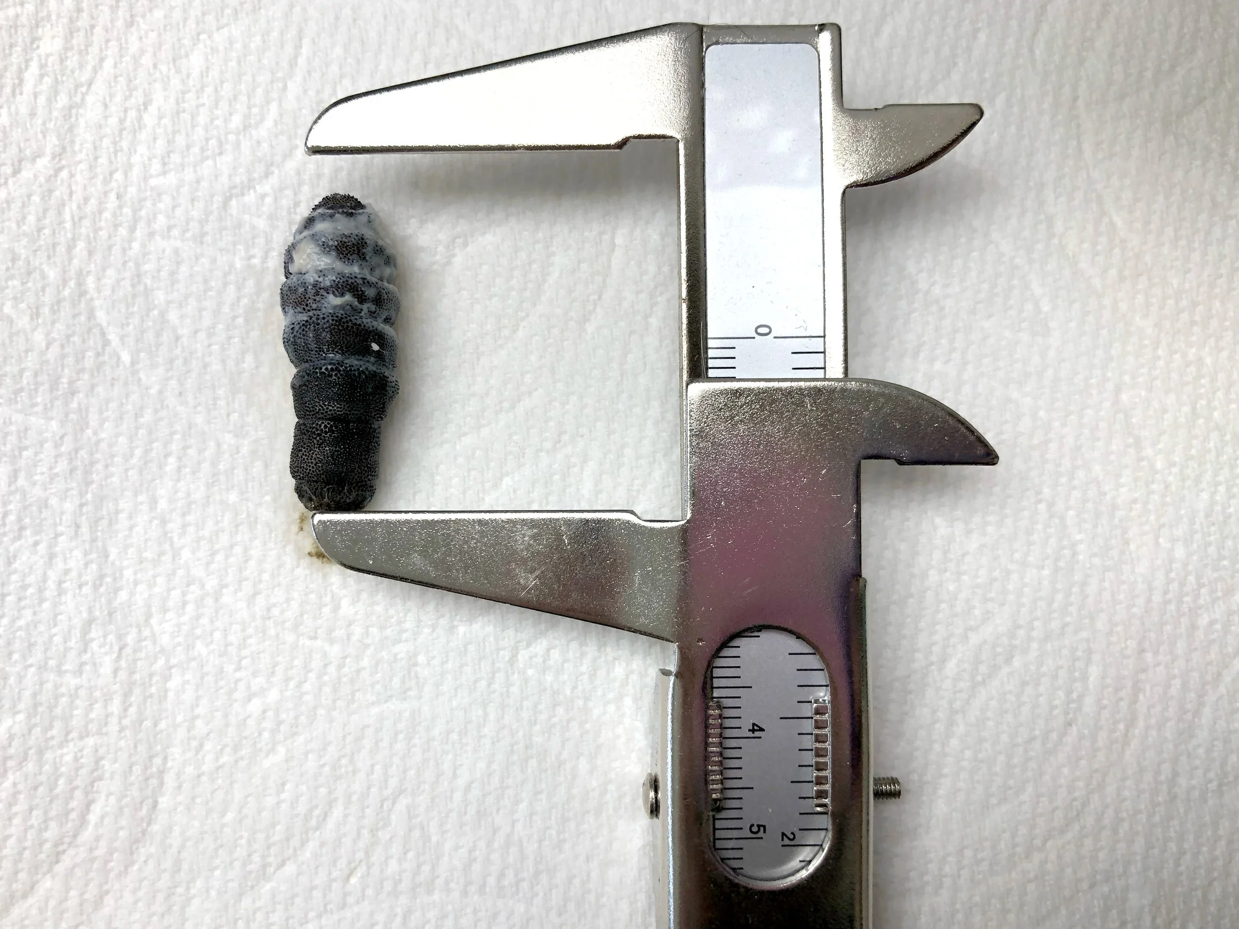 Common Parasites — House Rabbit Society