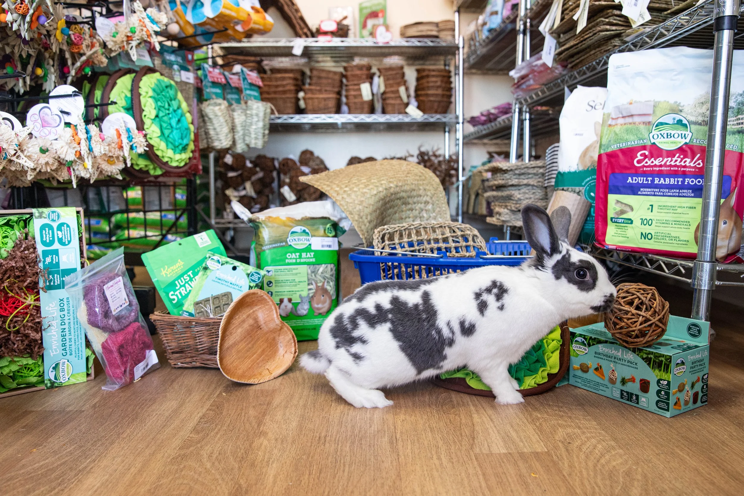 House Rabbit Society