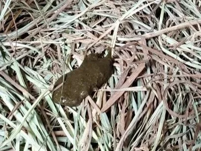 Rabbit Droppings As Health Indicators — House Rabbit Society