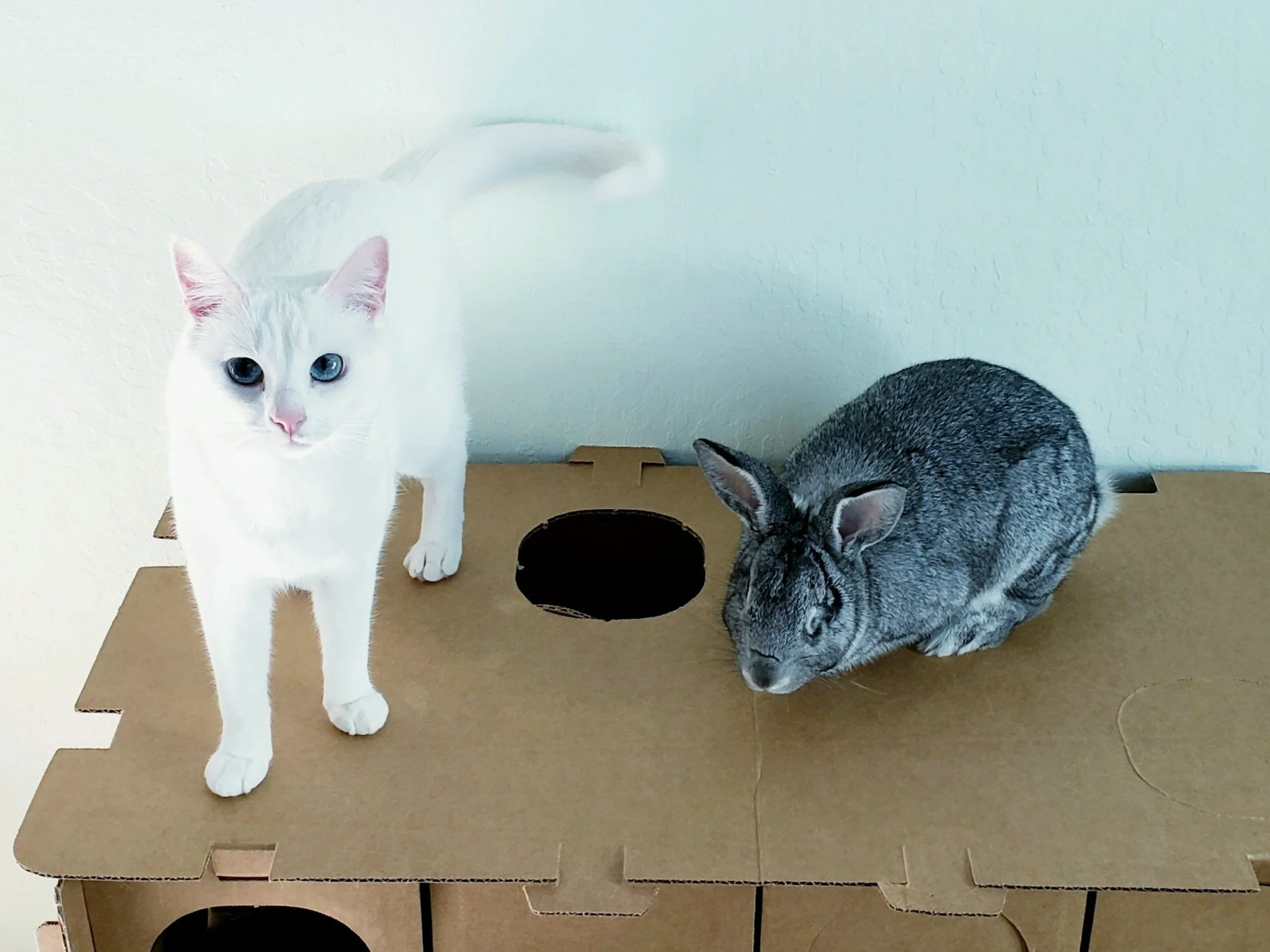 Cats and Rabbits — House Rabbit Society