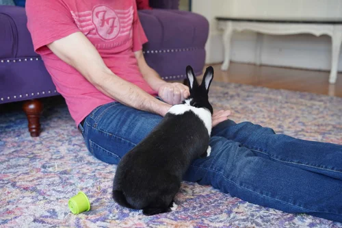 Rabbit Care — House Rabbit Society