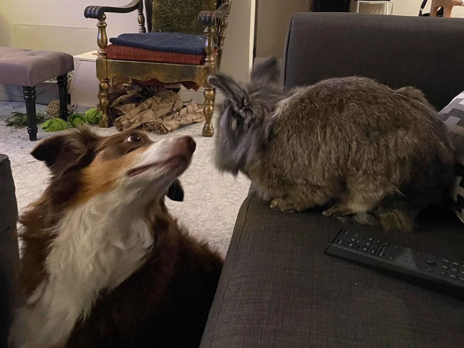 Dogs and Rabbits — House Rabbit Society