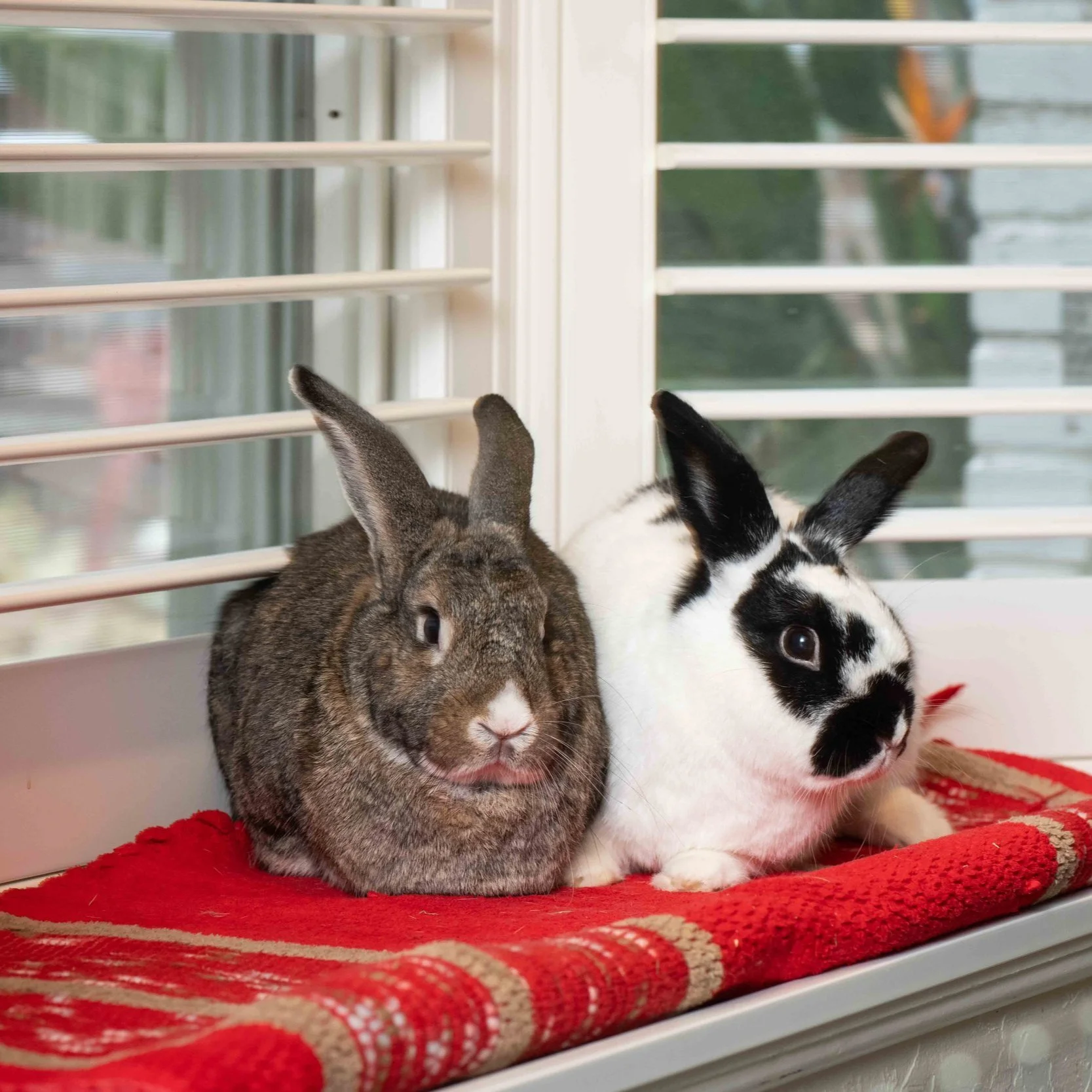 Adopt — House Rabbit Society