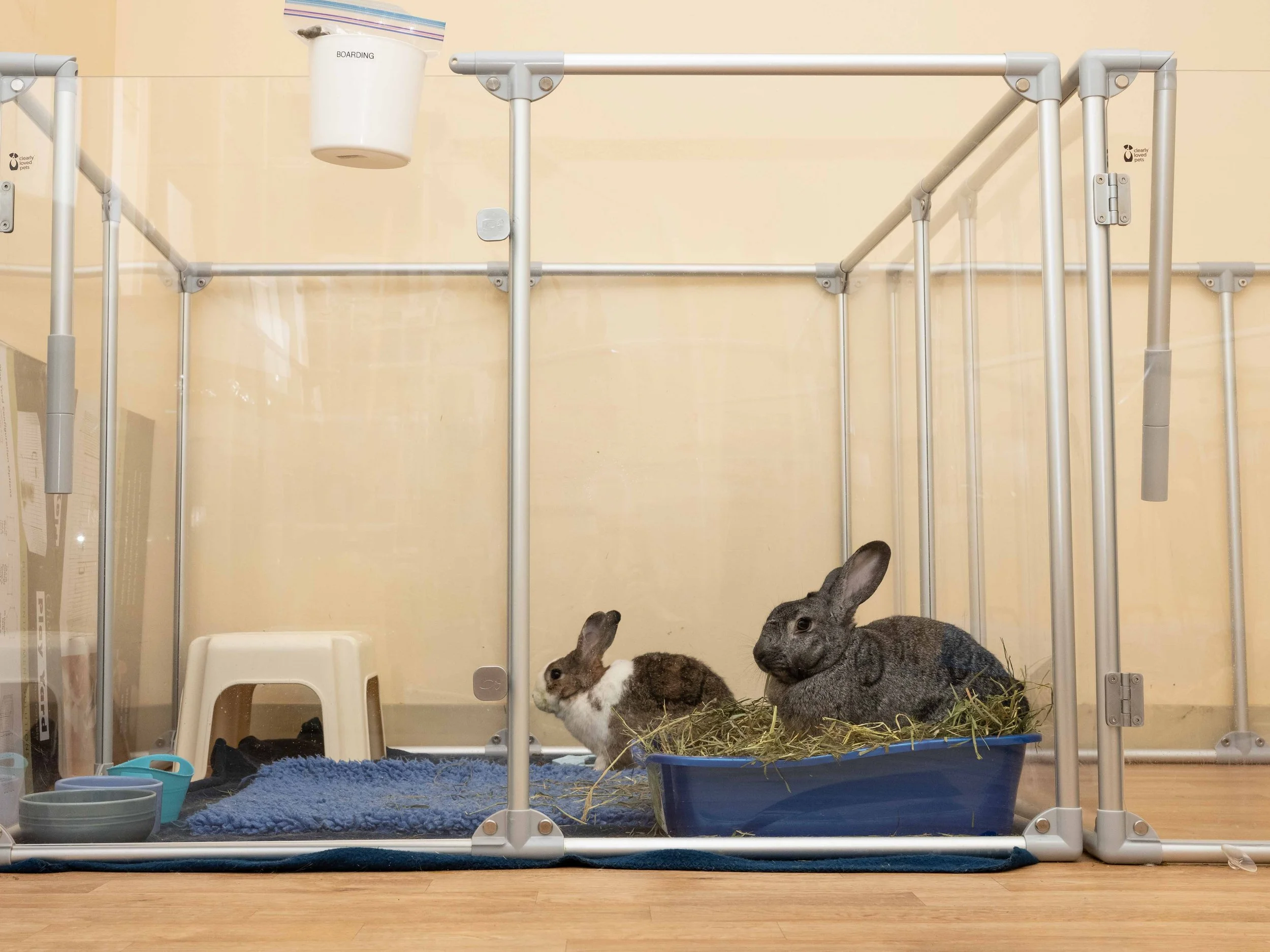 House Rabbit Society