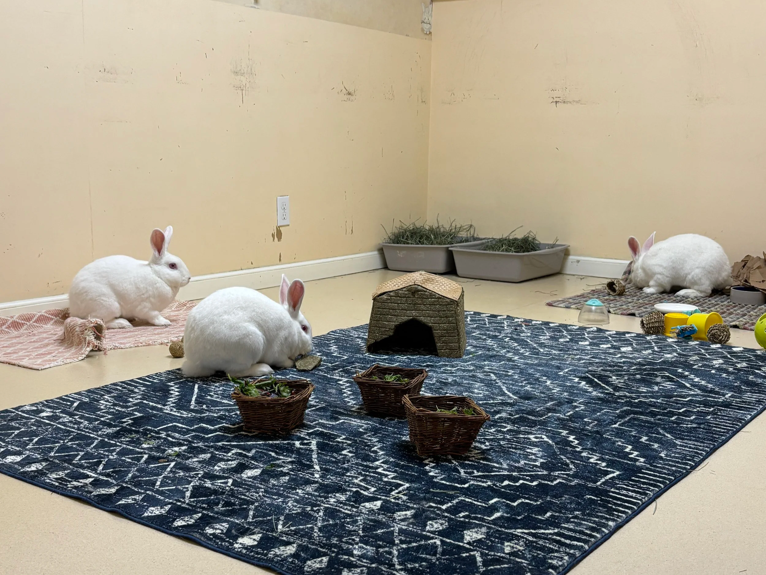 House Rabbit Society