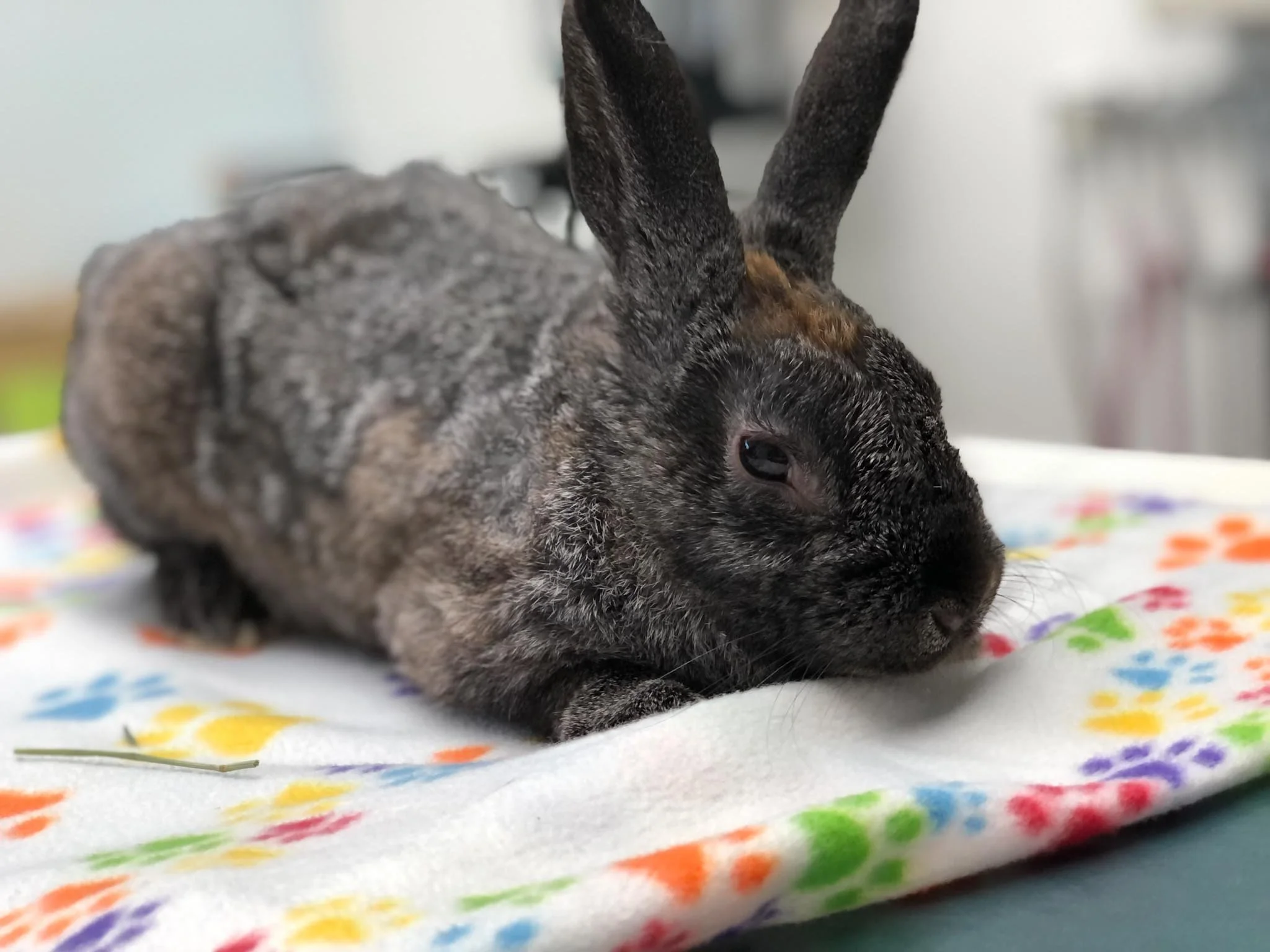 Common Parasites — House Rabbit Society