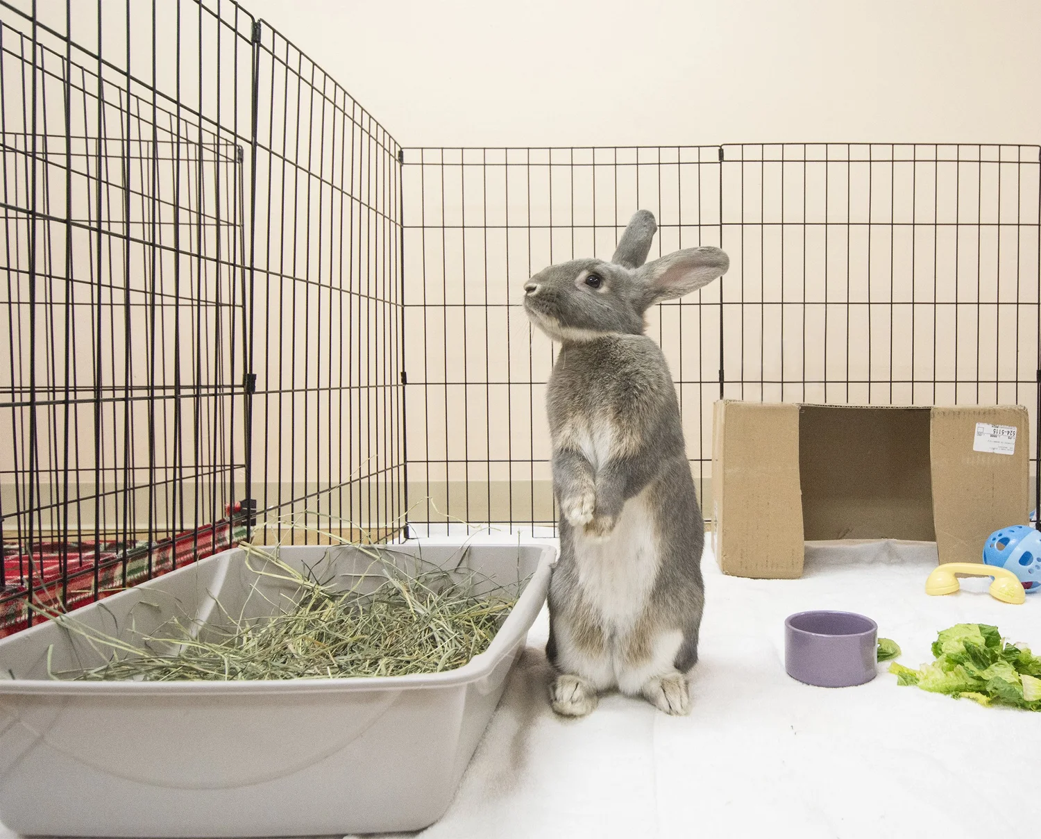Housing — House Rabbit Society