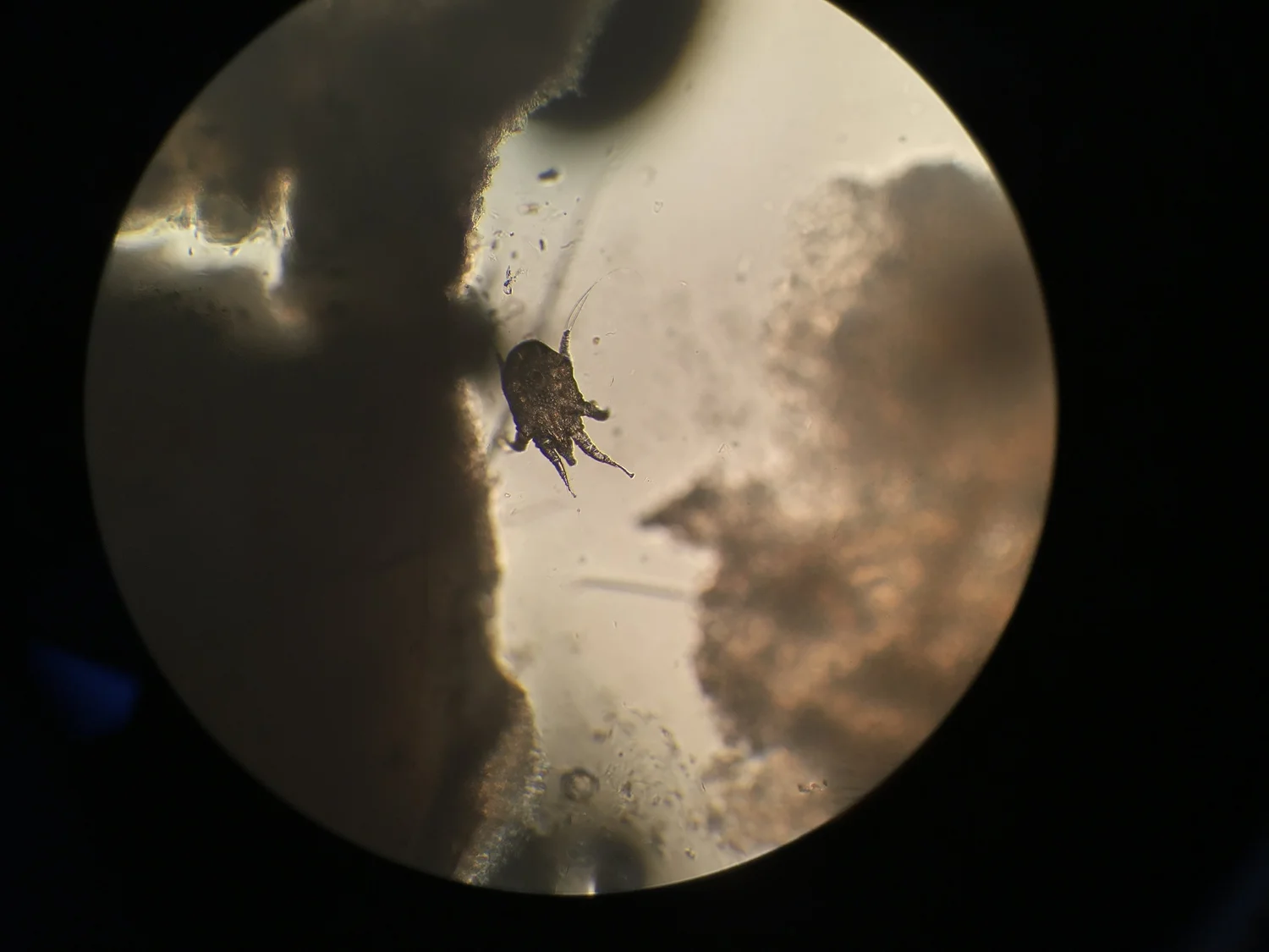 Common Parasites — House Rabbit Society