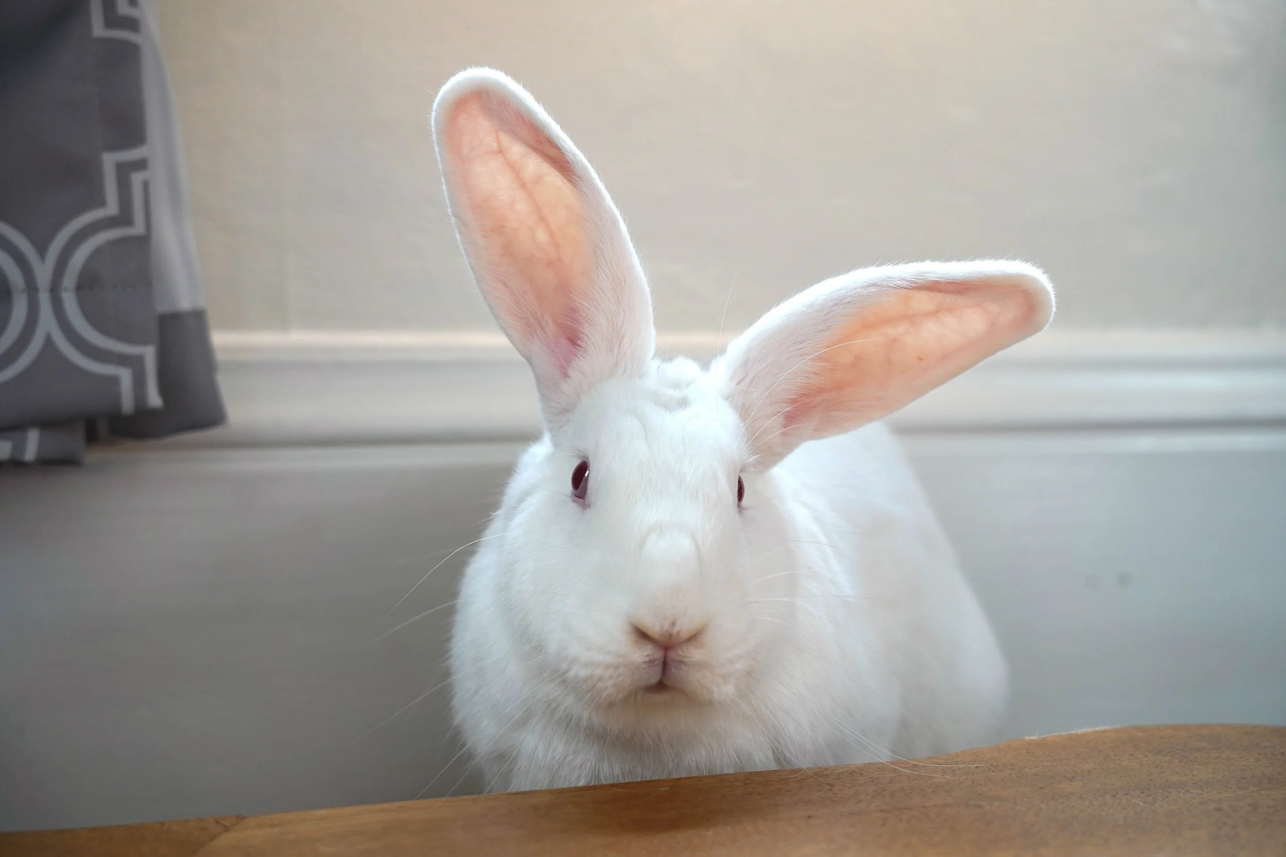 SF Bay Area Resources — House Rabbit Society