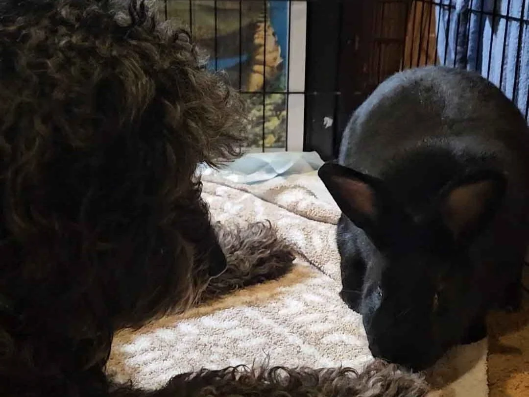 Dogs and Rabbits — House Rabbit Society