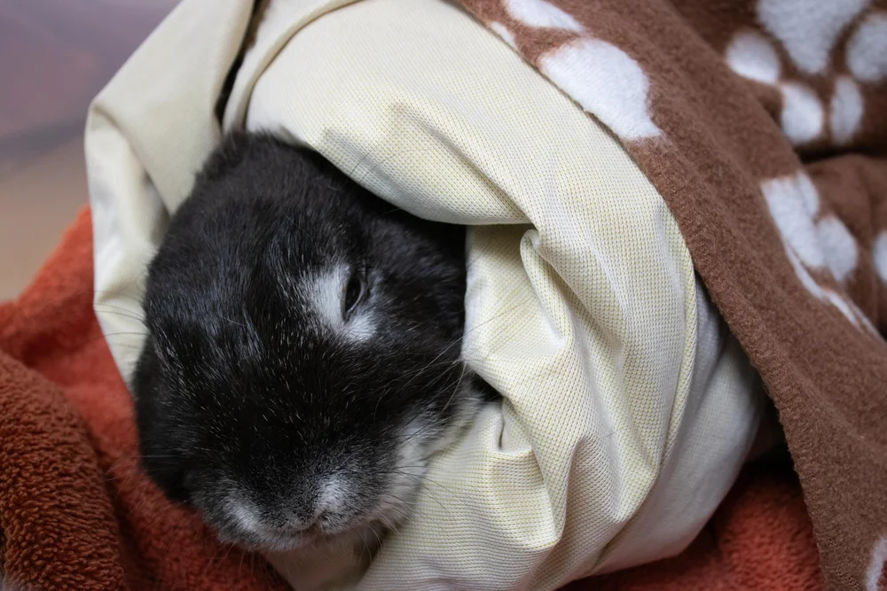Spay and Neuter Surgery — House Rabbit Society