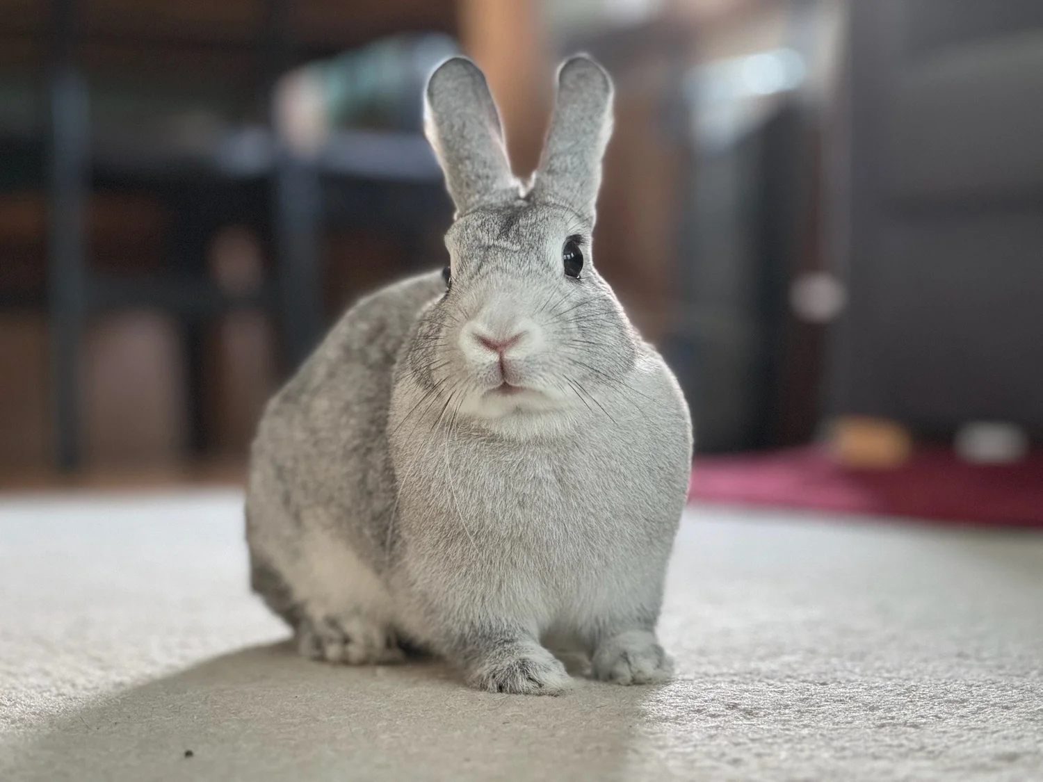 House Rabbit Society