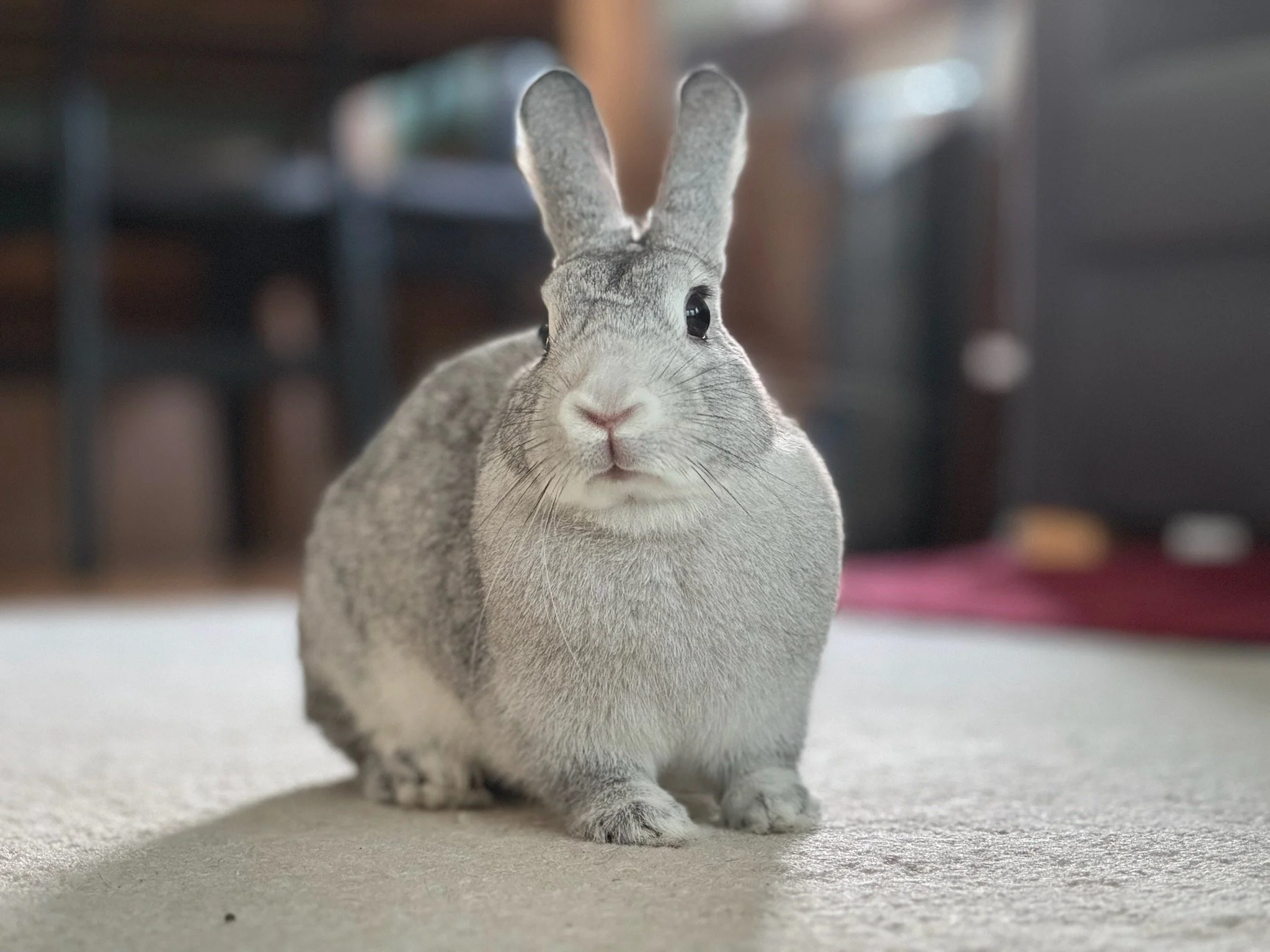 House Rabbit Society