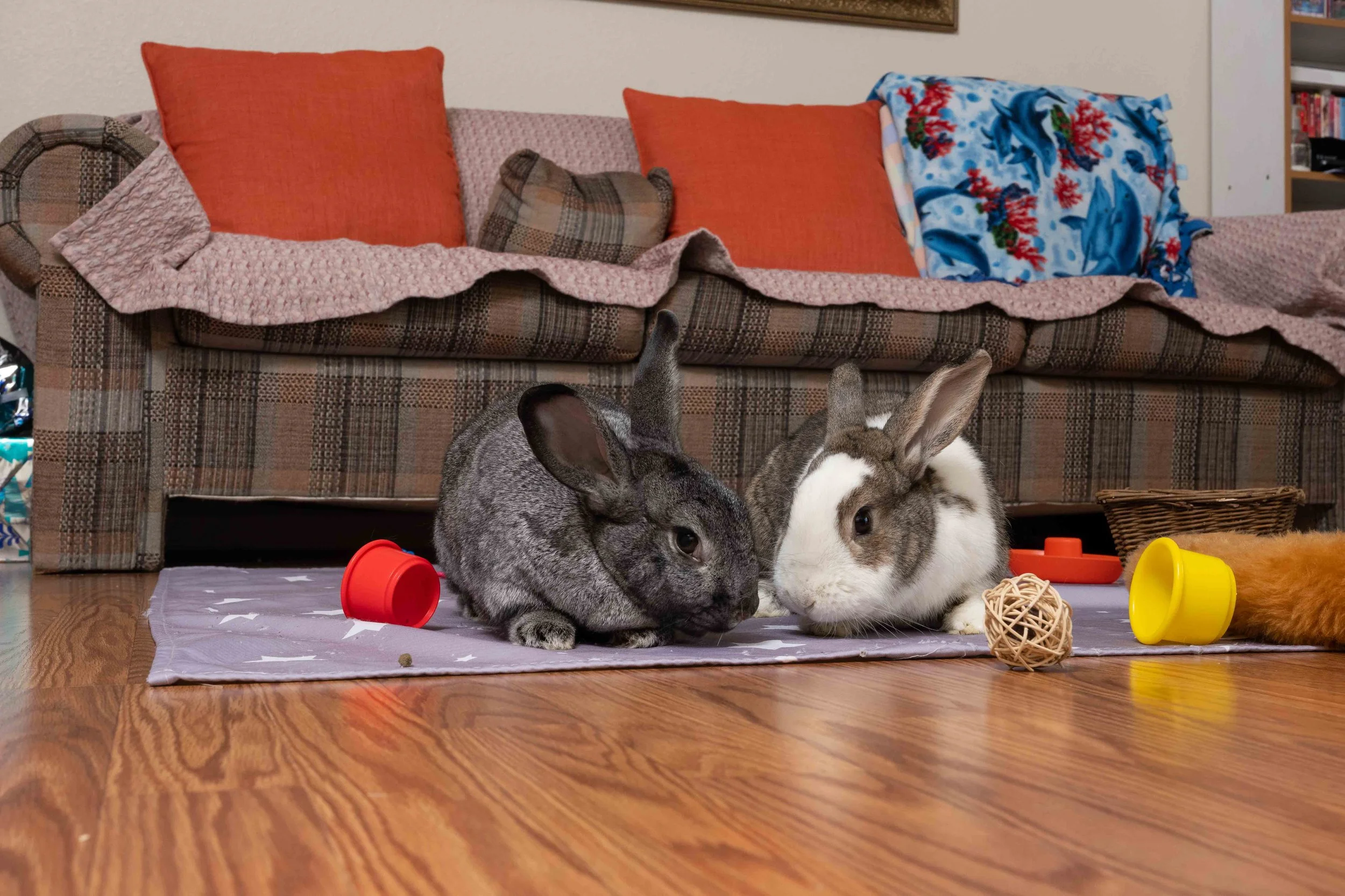 Classes — House Rabbit Society