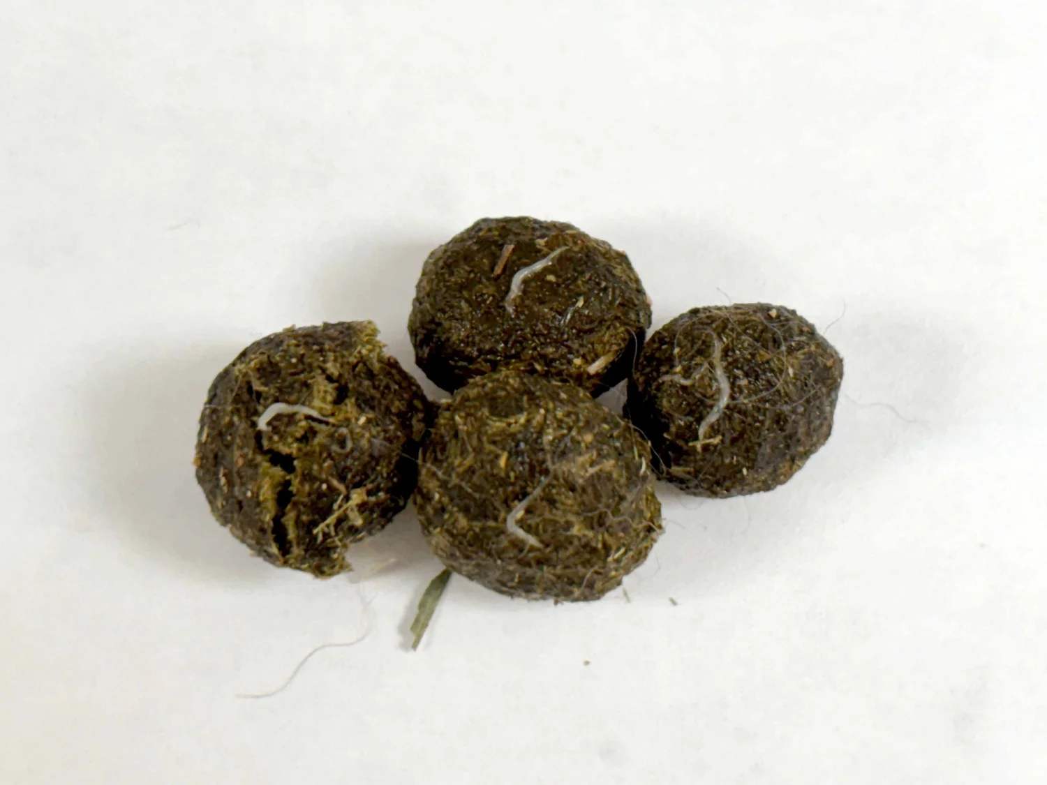 Common Parasites — House Rabbit Society