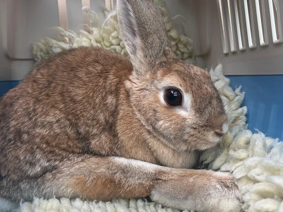 Thank you for being Simone's valentine — House Rabbit Society