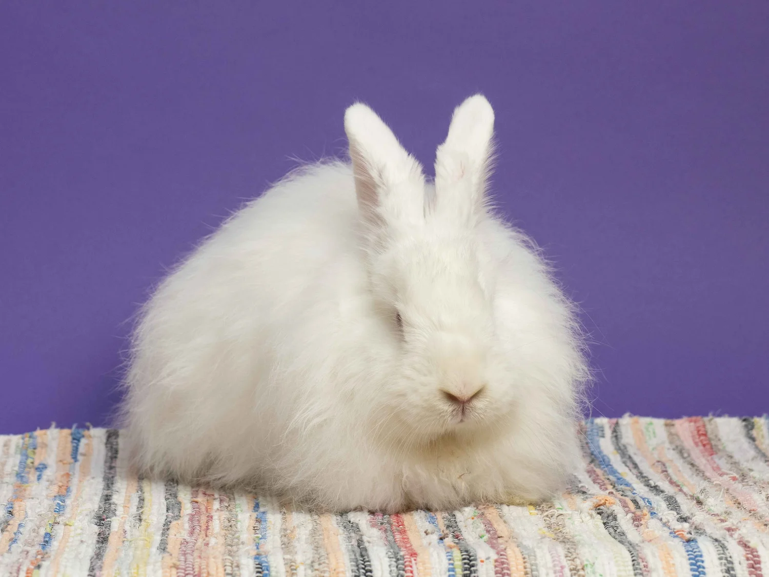 Grooming Tips — House Rabbit Society