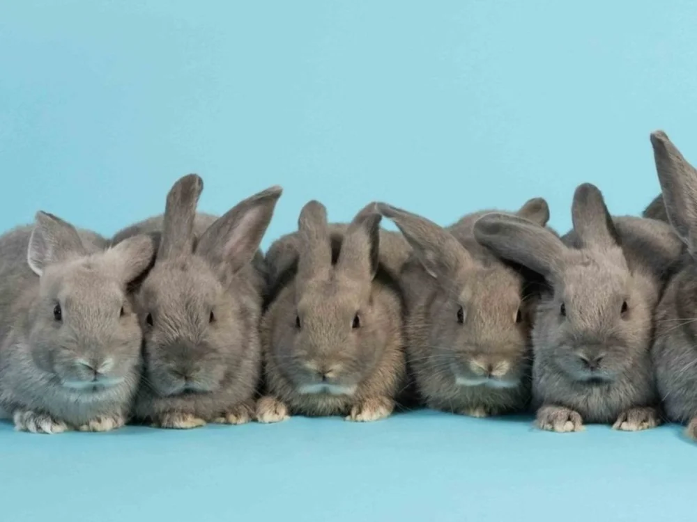 Baby Rabbits — House Rabbit Society