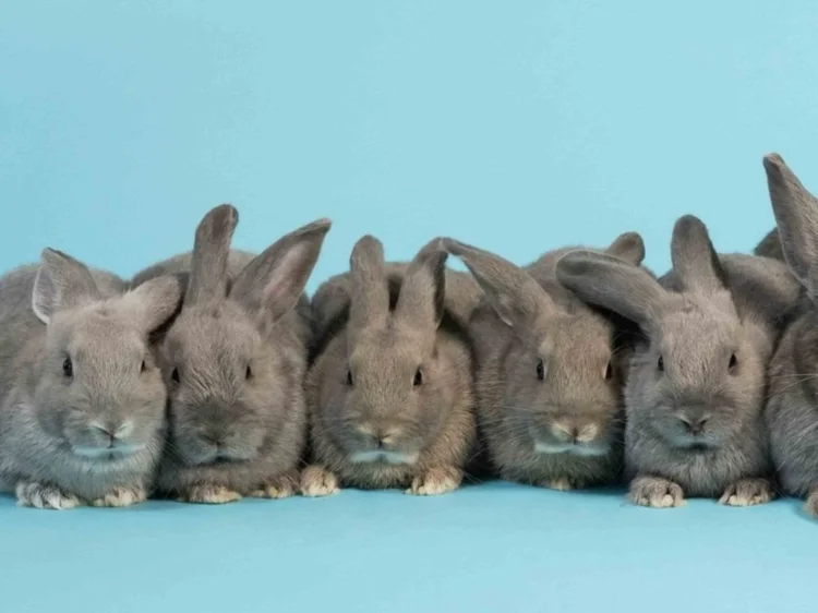 Baby Rabbits — House Rabbit Society