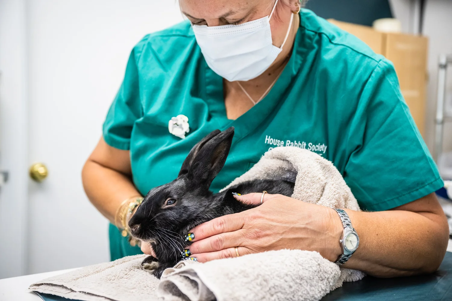 Find a Veterinarian — House Rabbit Society