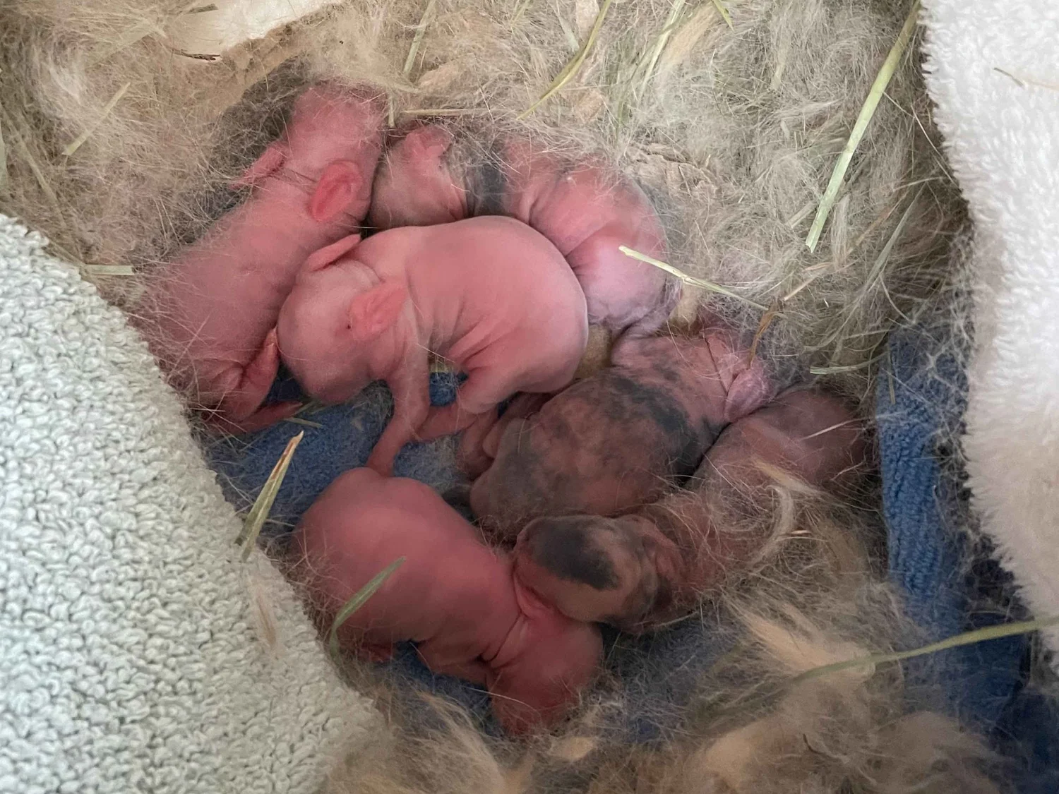 Baby Rabbits — House Rabbit Society