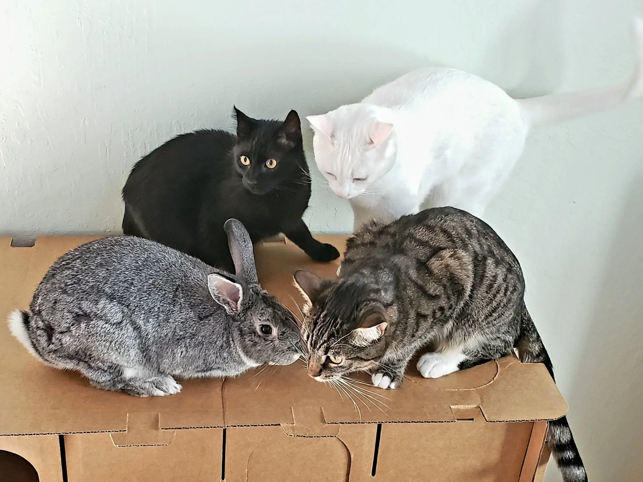 Cats and Rabbits — House Rabbit Society