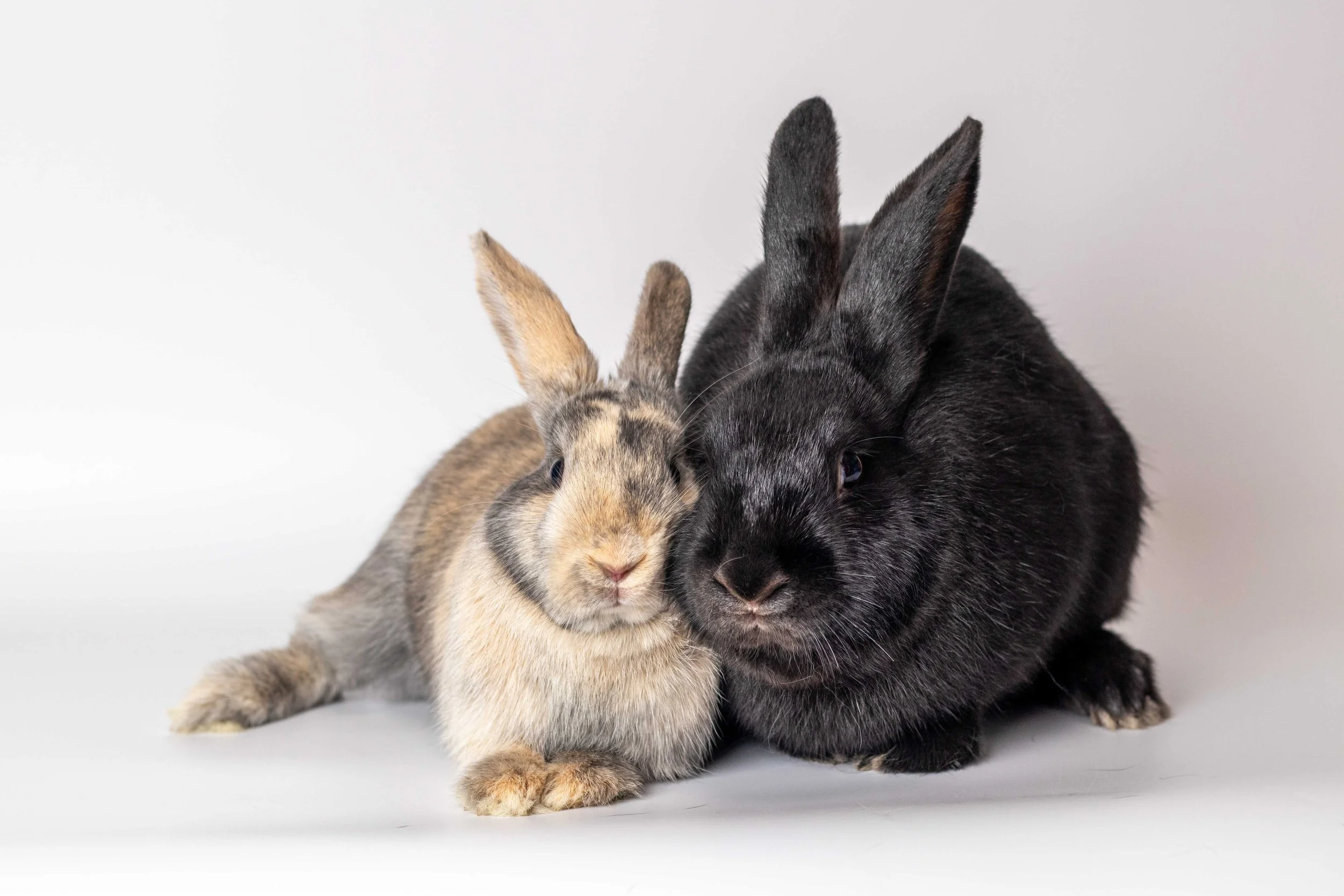 Classes — House Rabbit Society