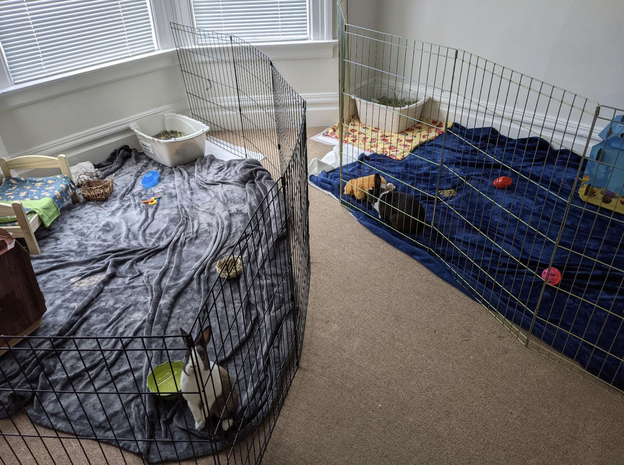 Double Your Bun - The Case for Adopting a Bonded Pair Instead of a ...