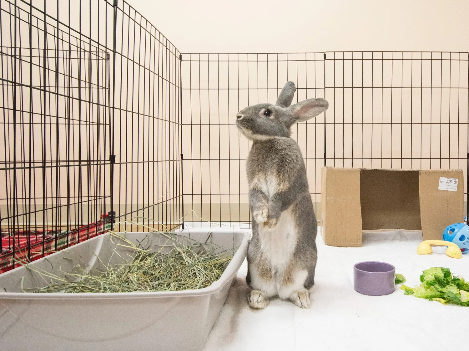 Rabbit Care — House Rabbit Society