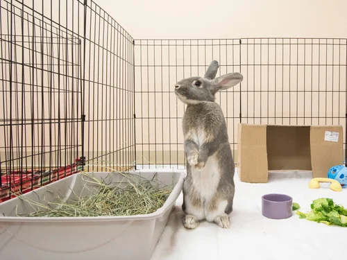 Rabbit Care — House Rabbit Society