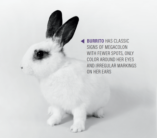 English Handouts — House Rabbit Society