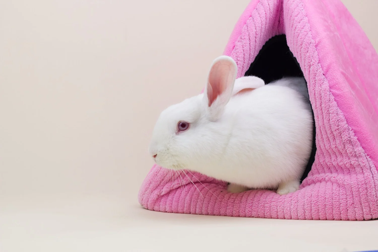 Rabbit Care — House Rabbit Society