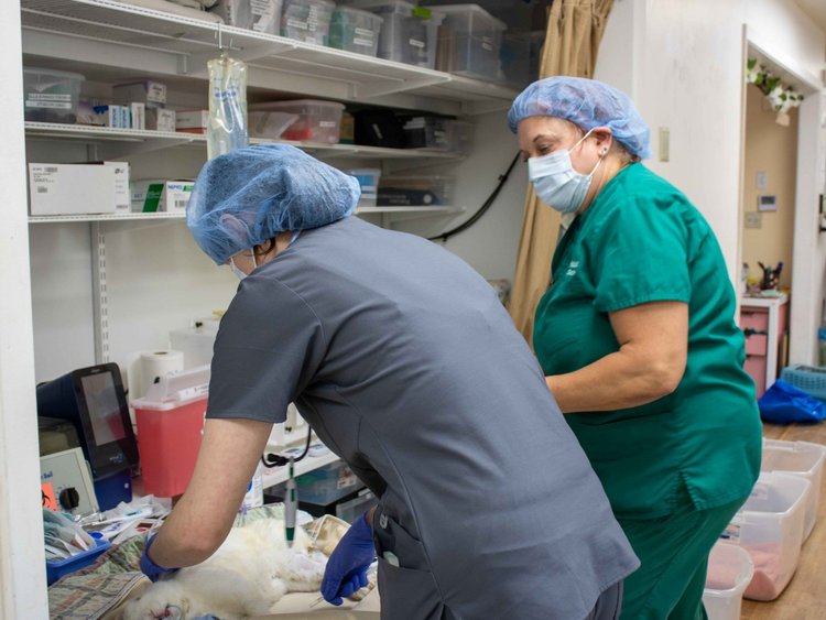 Spay and Neuter Training — House Rabbit Society