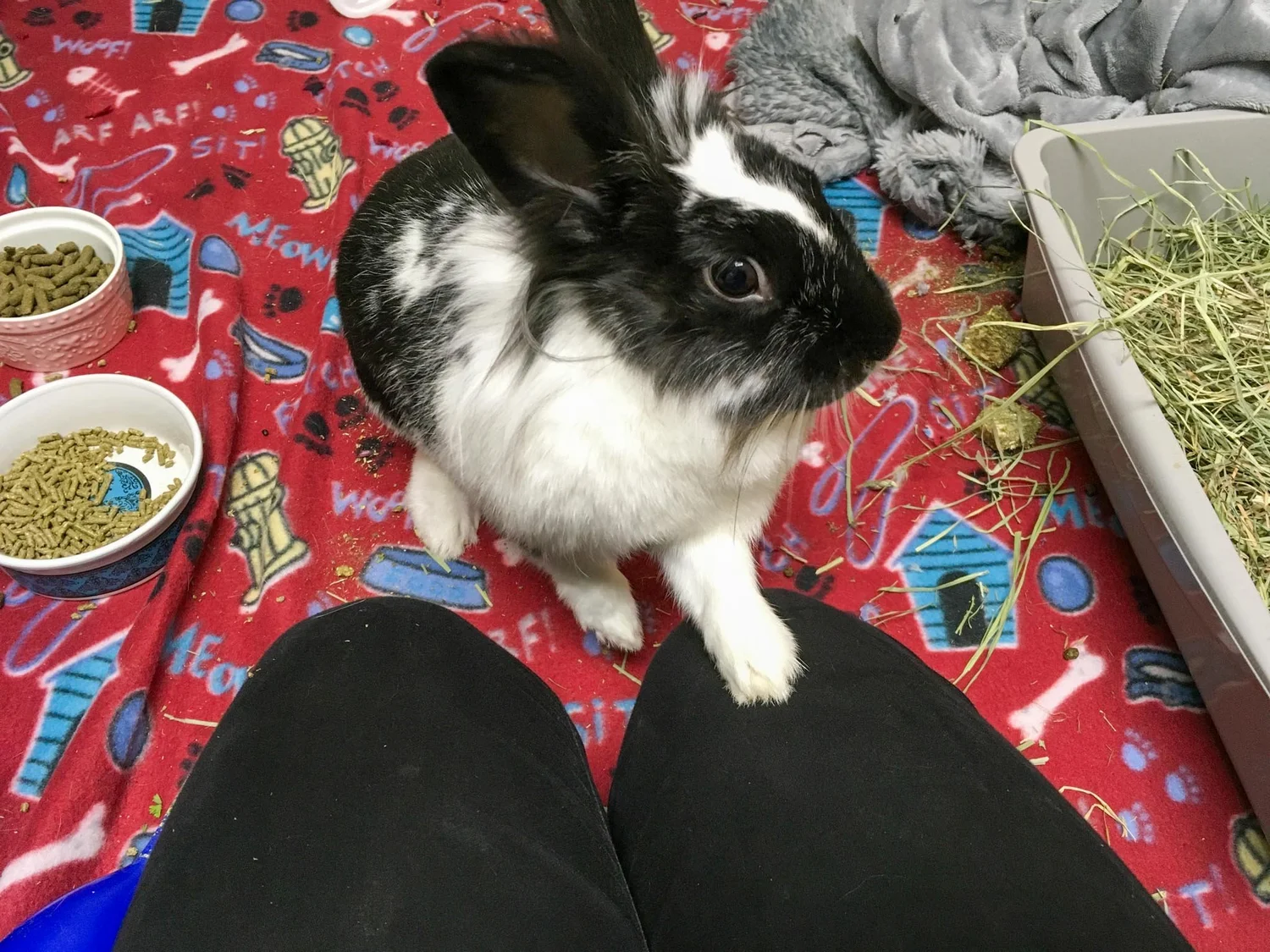 House Rabbit Society