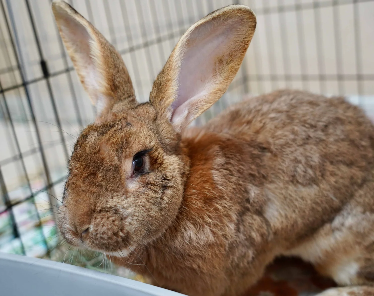 Boarding — House Rabbit Society