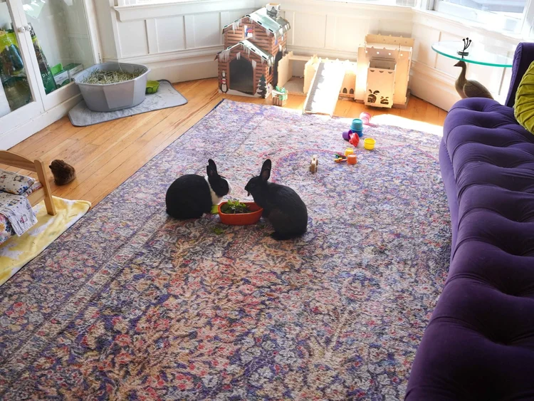 Housing — House Rabbit Society